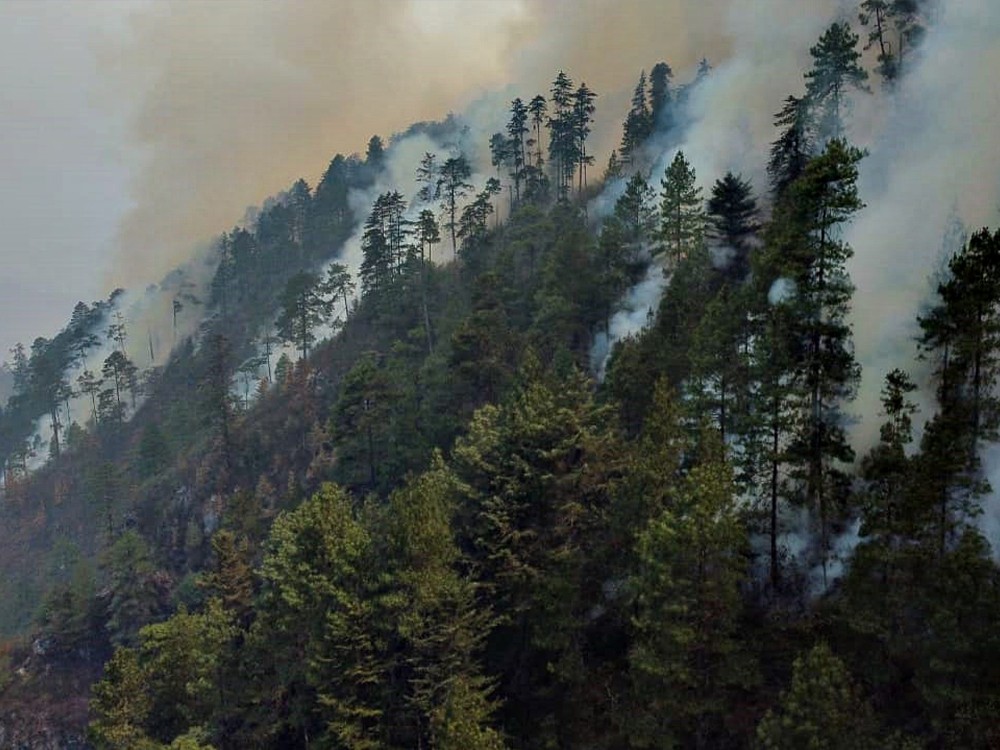 Incendios Forestales Arrasan Con Miles De Hectáreas De Bosques