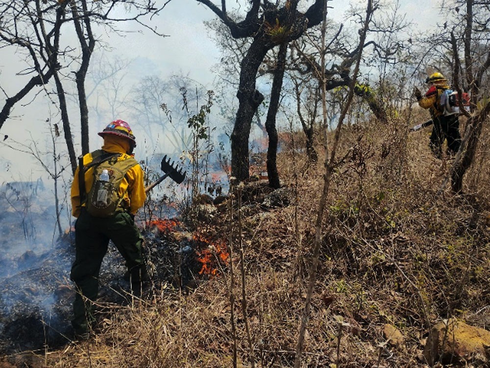 Más De 40 Mil Hectáreas De Bosque Han Sido Afectadas En El País Por