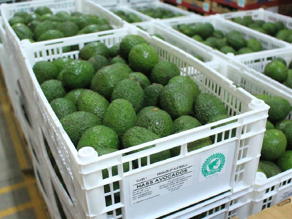 Guatemala le apunta a la exportación de aguacate Hass hacia Argentina