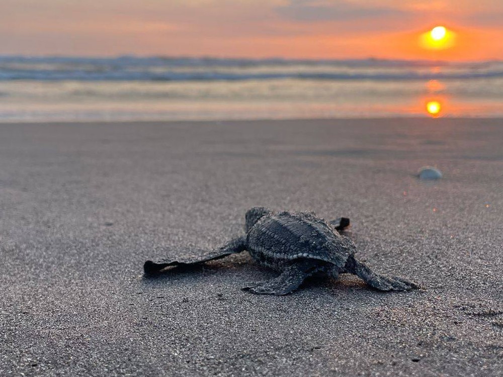 Liberan 26 tortugas baule en Playa Tulate tras años de ausencia