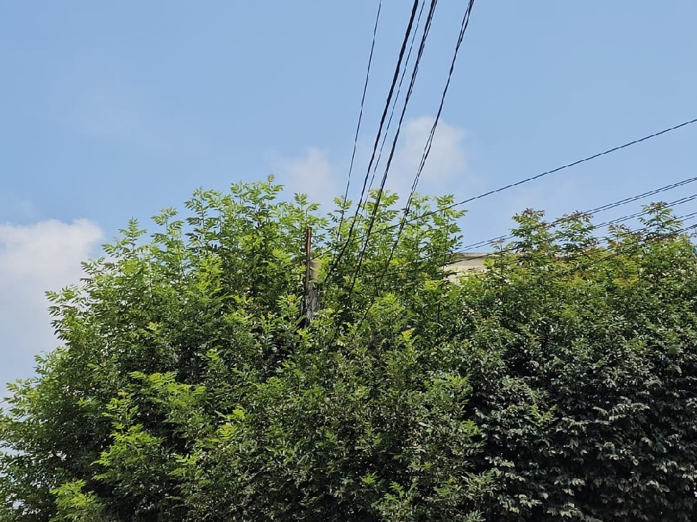 Podan árboles para evitar cortocircuitos en líneas de conducción